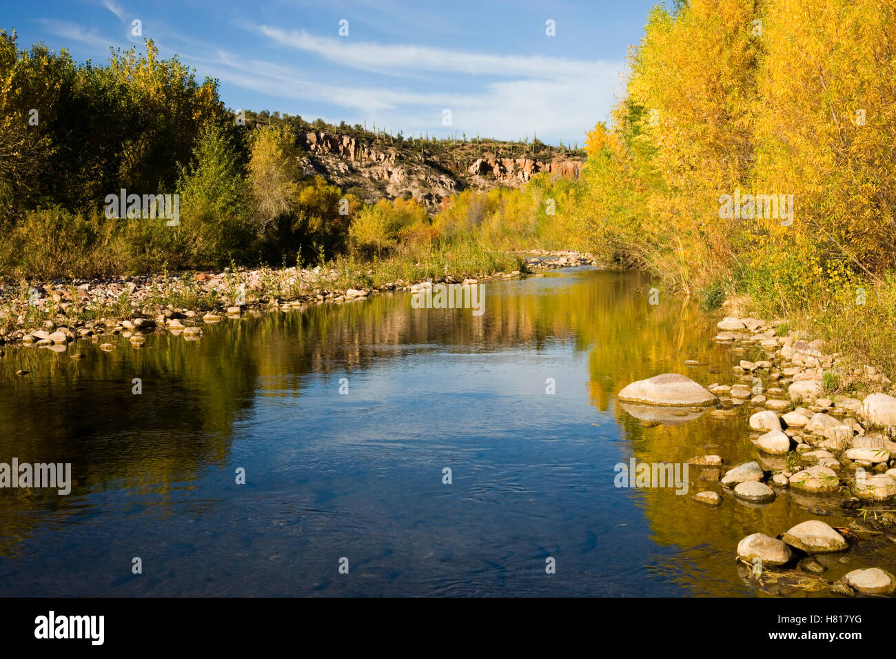 Fall colored trees along riverbank, Sierra Ancha Wilderness, Arizona ...