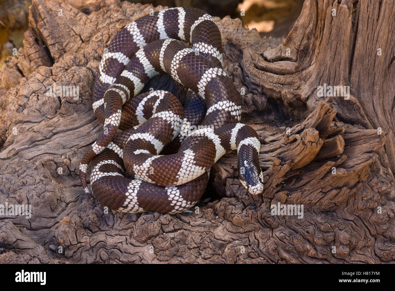 Common Kingsnake (Lampropeltis getulus), Arizona Stock Photo - Alamy