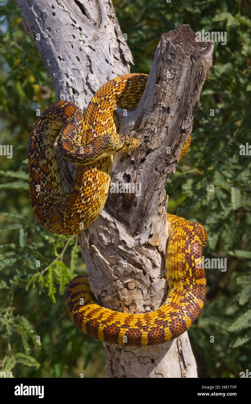 Eastern Glossy Snake (Arizona elegans) in tree, Arizona Stock Photo - Alamy