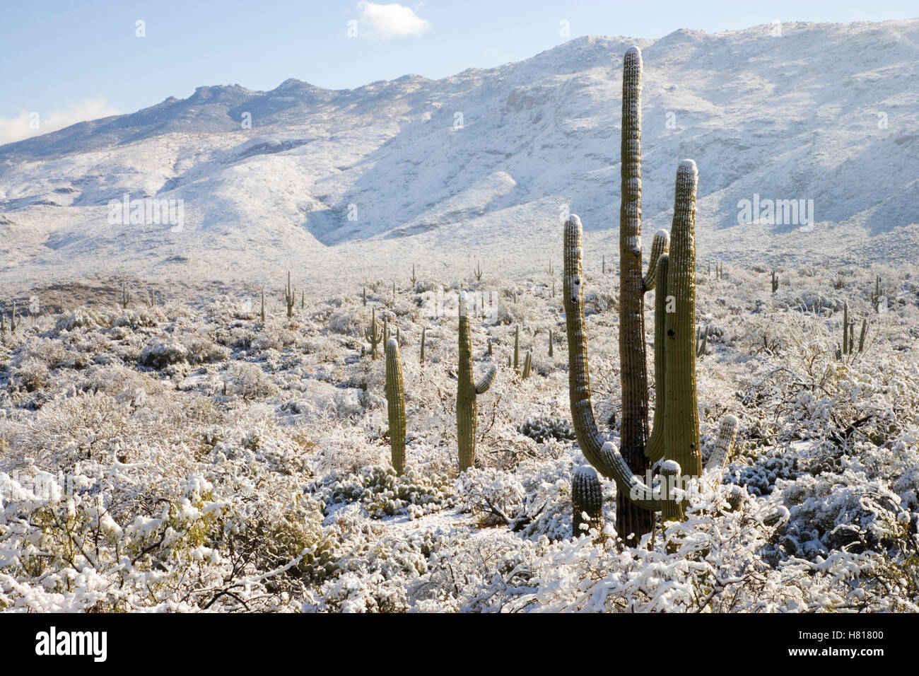 Saguaro (Carnegiea gigantea) cactus in snow, Saguaro National Park ...
