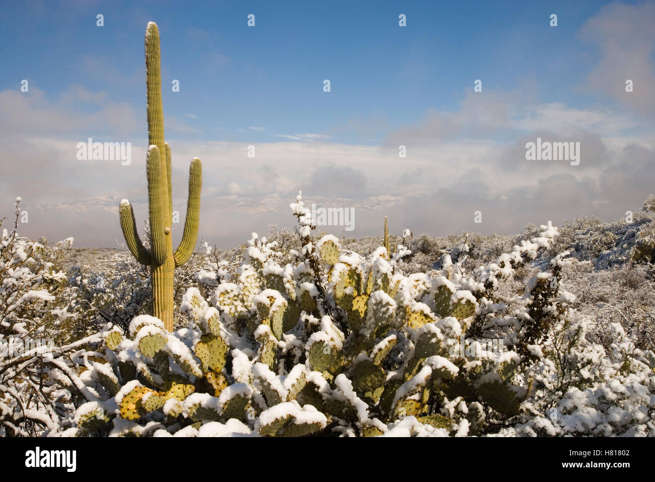 Saguaro (Carnegiea gigantea) cactus in snow, Saguaro National Park ...