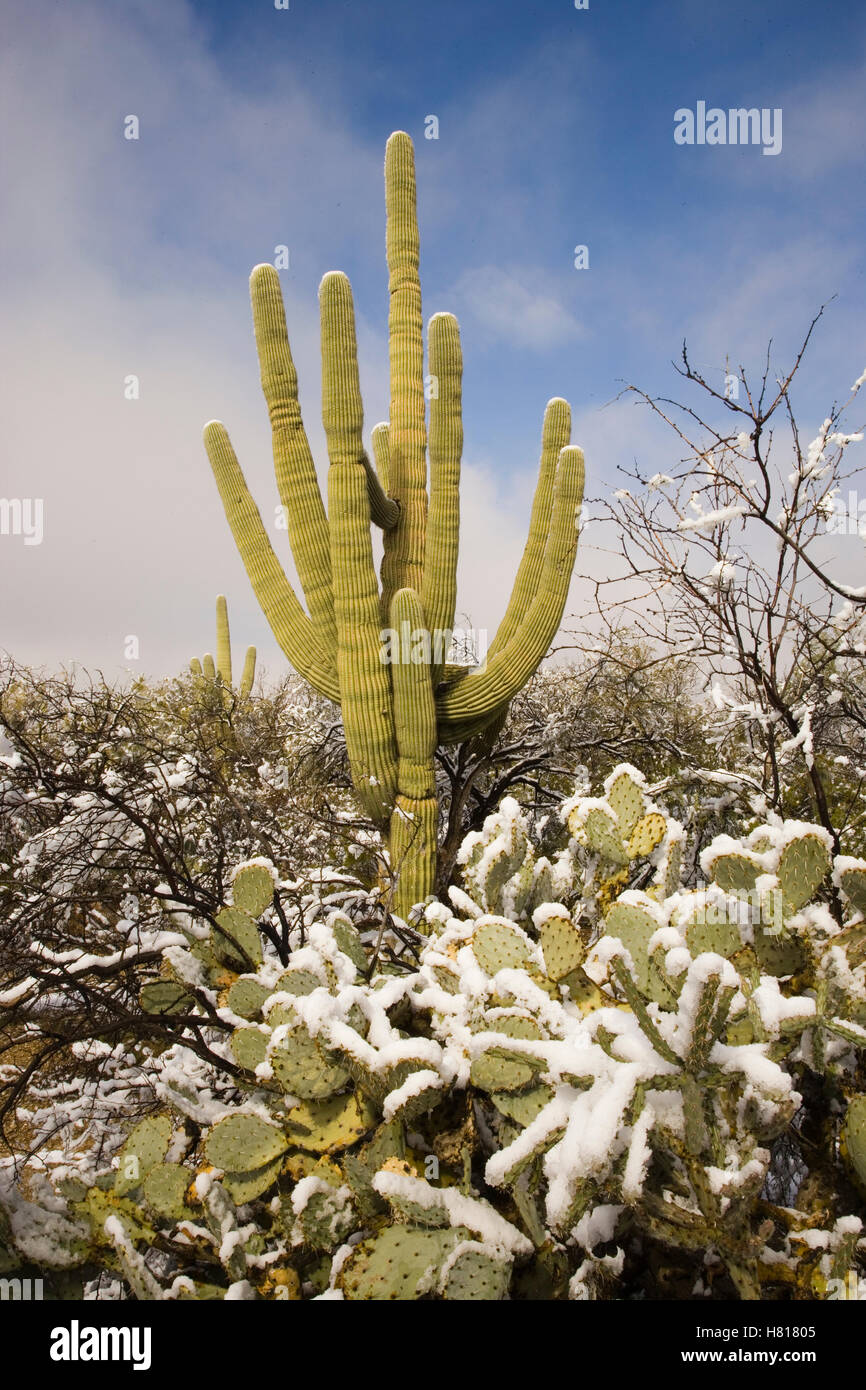 Saguaro (Carnegiea gigantea) cactus in snow, Saguaro National Park ...