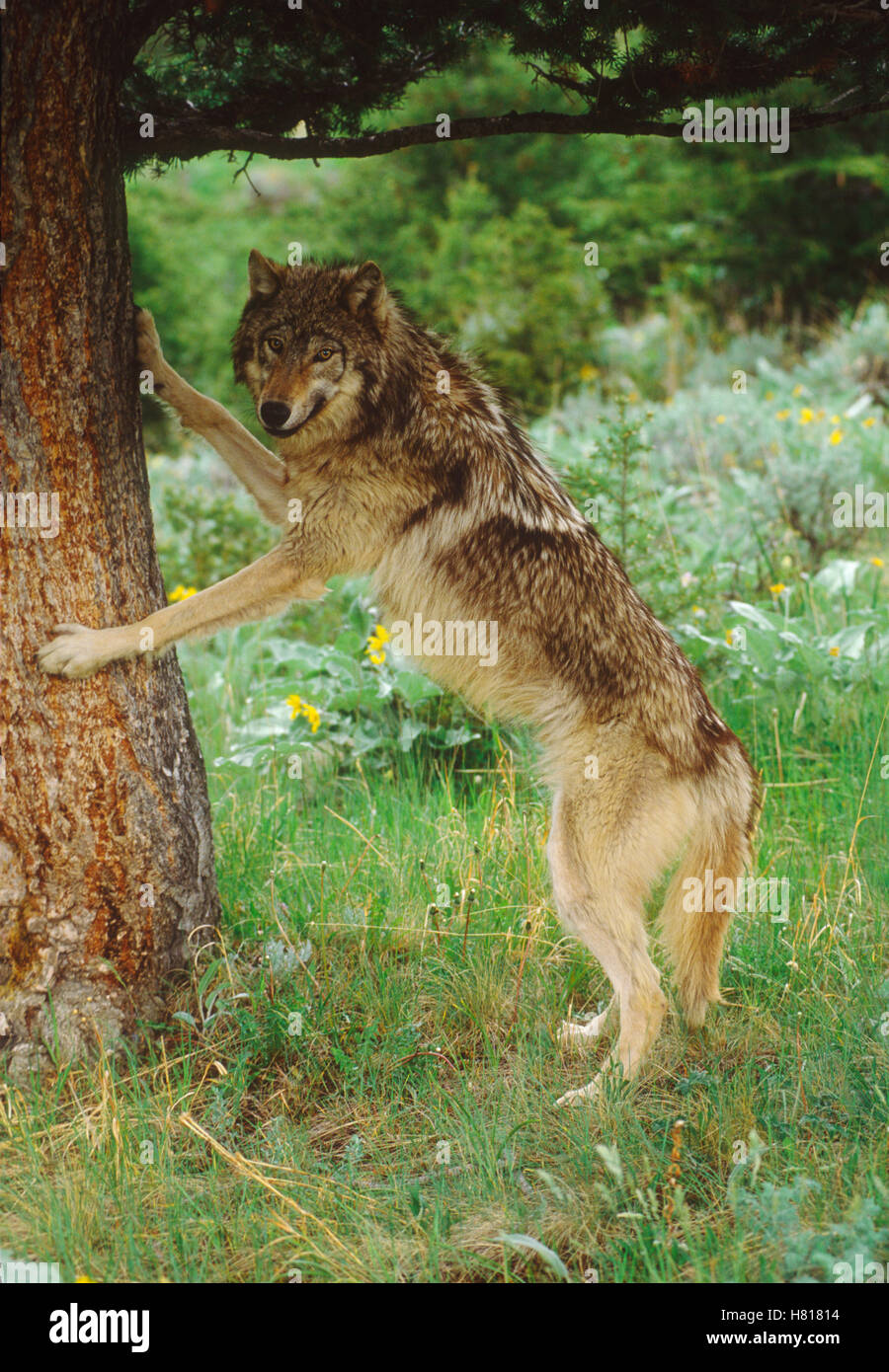 Wolf (Canis lupus) scratching tree, Montana Stock Photo - Alamy