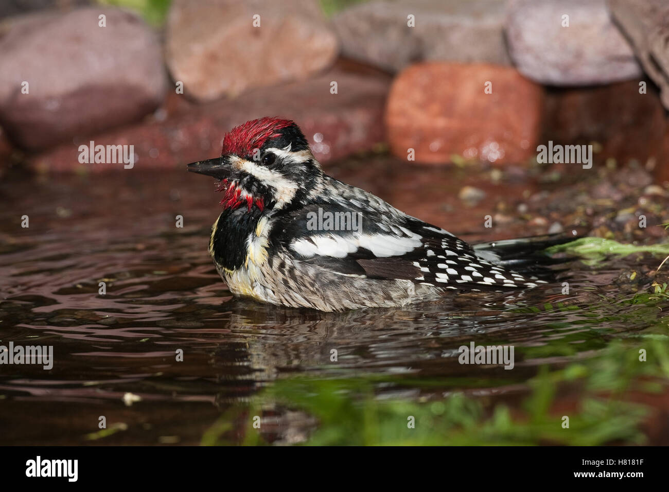Yellow-bellied Sapsucker (Sphyrapicus varius) bathing, Rio Grande ...