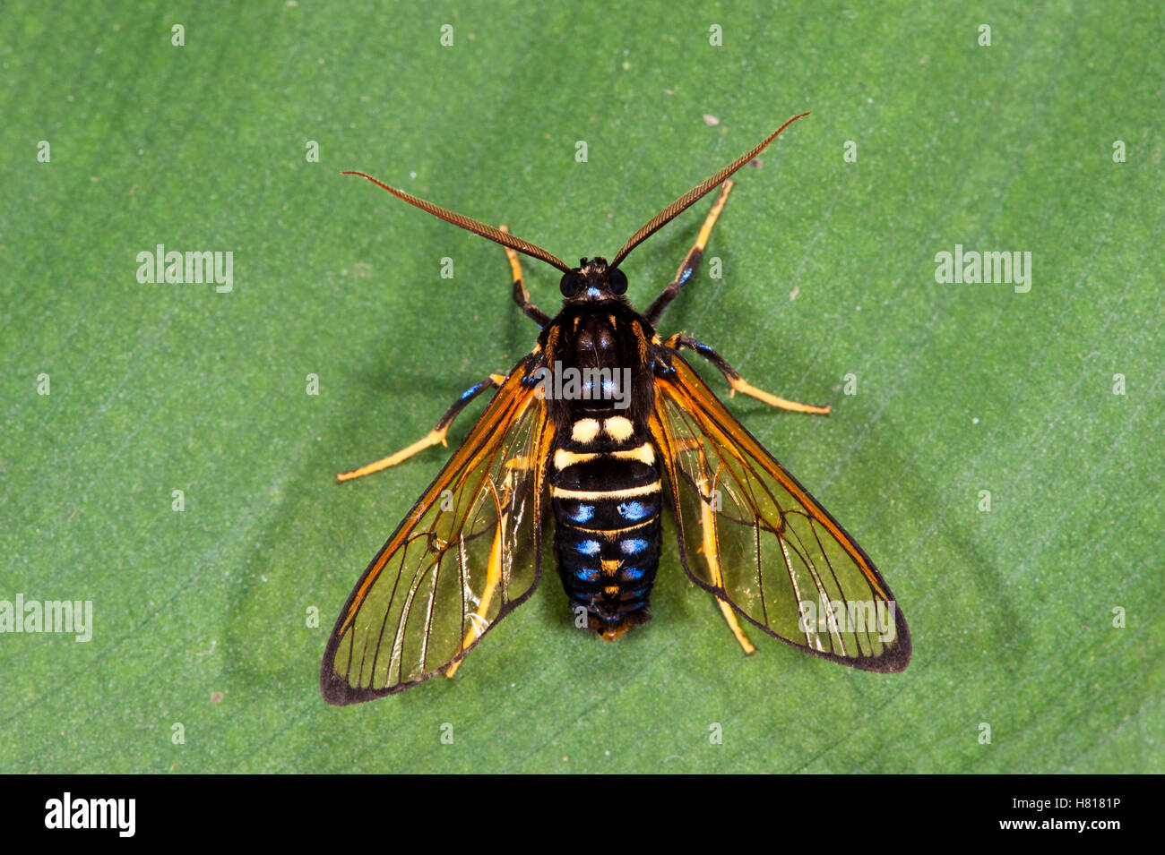 Tiger Moth (Arctiidae), Yasuni National Park, Amazon, Ecuador Stock ...