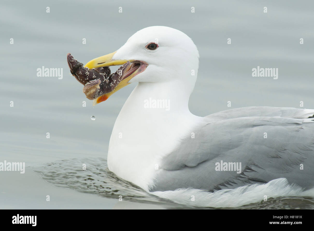 Glaucous-winged Gull (Larus glaucescens) eating a seastar, Puget Sound ...