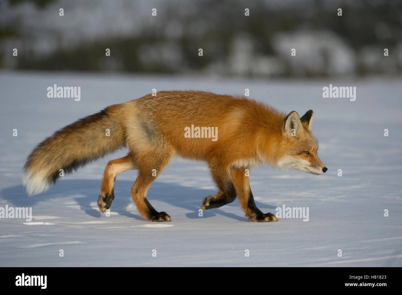 Red Fox (Vulpes vulpes) walking in snow, Alaska Stock Photo - Alamy