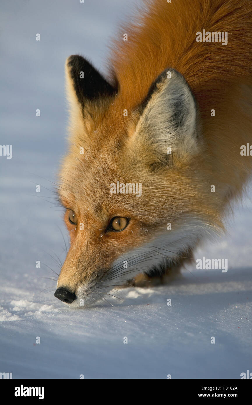 Red Fox (Vulpes vulpes) smelling tracks in snow, Alaska Stock Photo - Alamy