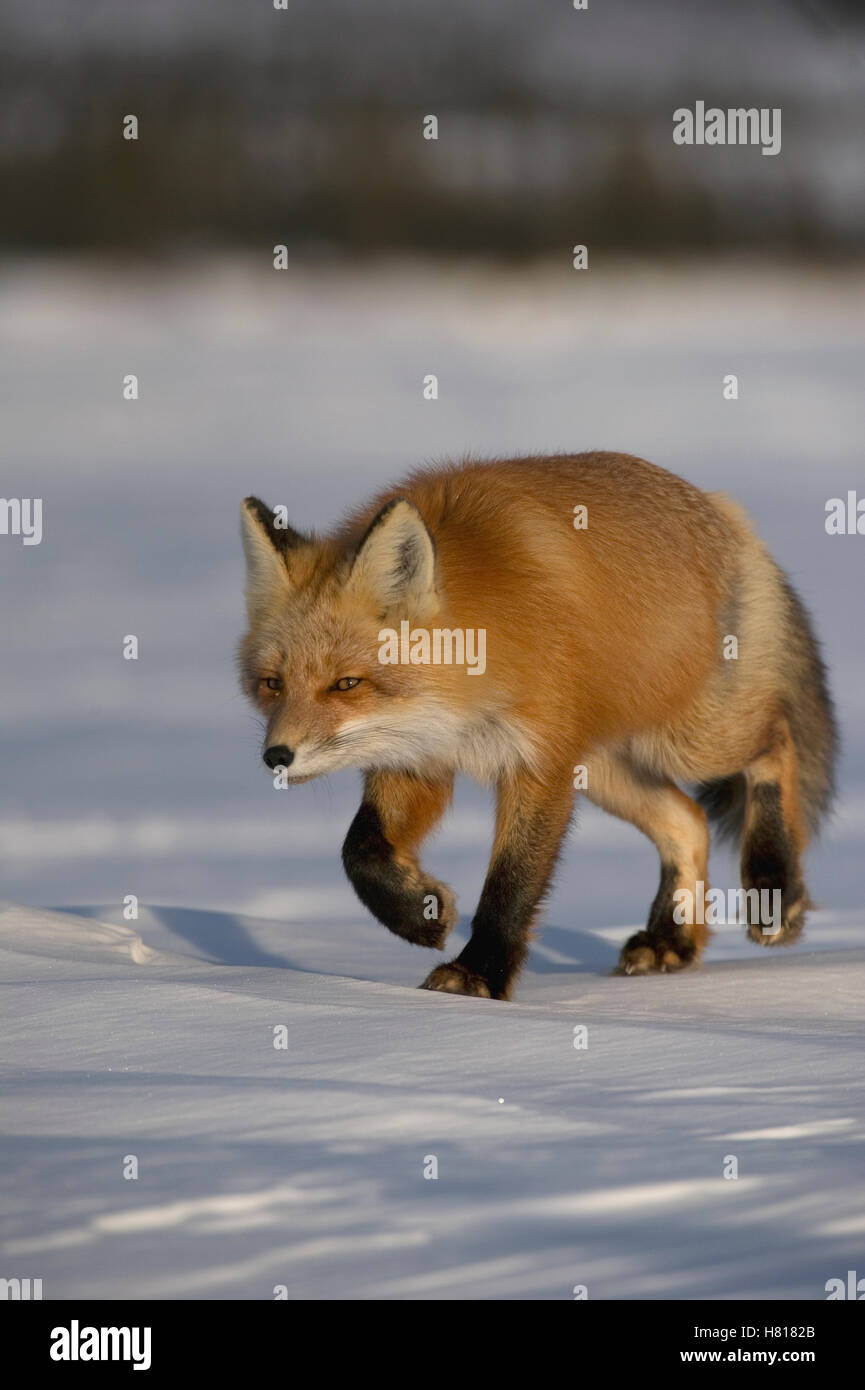 Red Fox (Vulpes vulpes) walking in snow, Alaska Stock Photo - Alamy