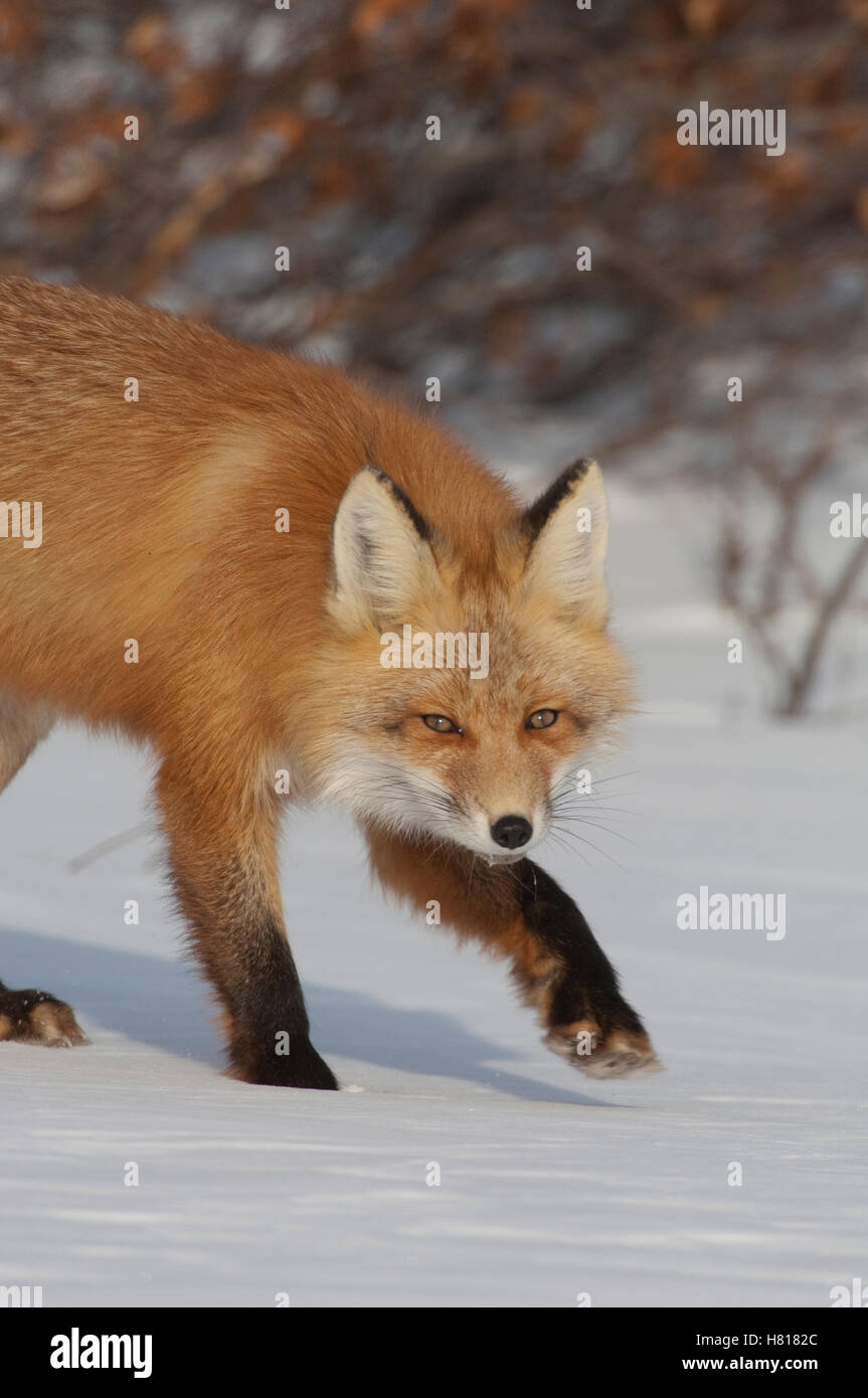 Red Fox (Vulpes vulpes) walking in snow, Alaska Stock Photo - Alamy