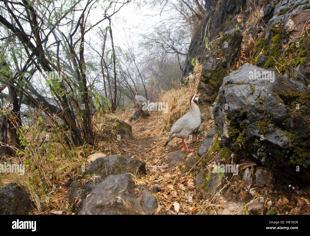 Arabian Partridge (Alectoris melanocephala) trio in cloud forest, Hawf ...