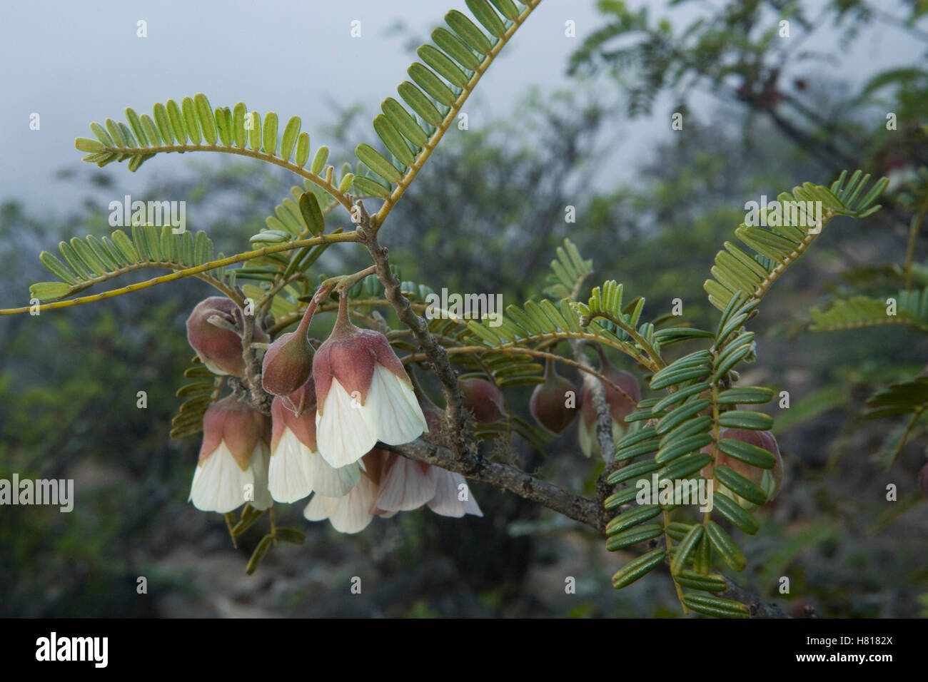 Cadia (Cadia purpurea) flowers, Hawf Protected Area, Yemen Stock Photo ...