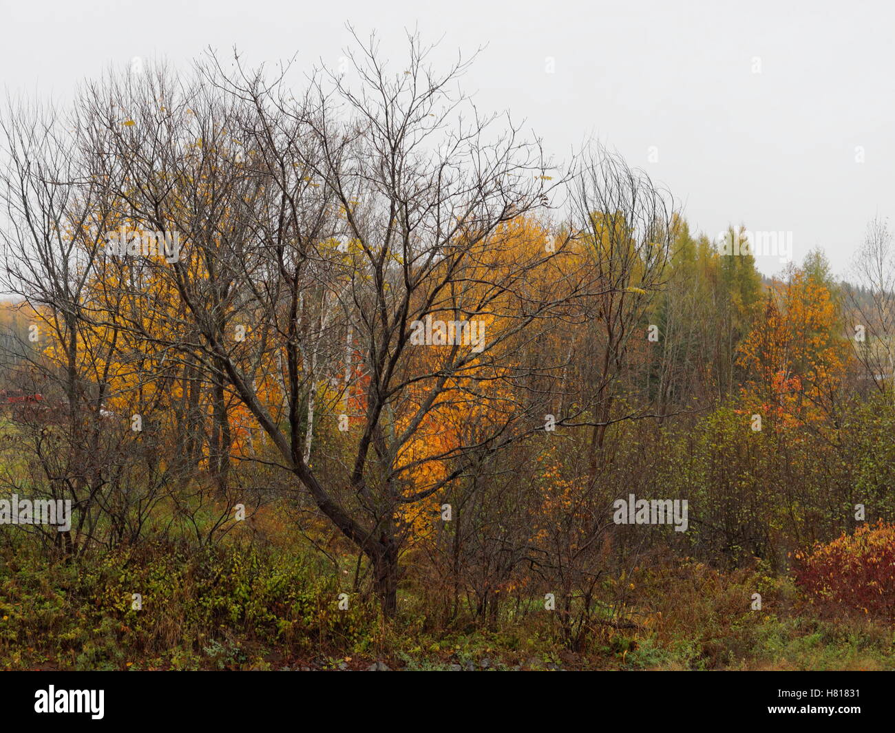 A rainy fall day Stock Photo - Alamy