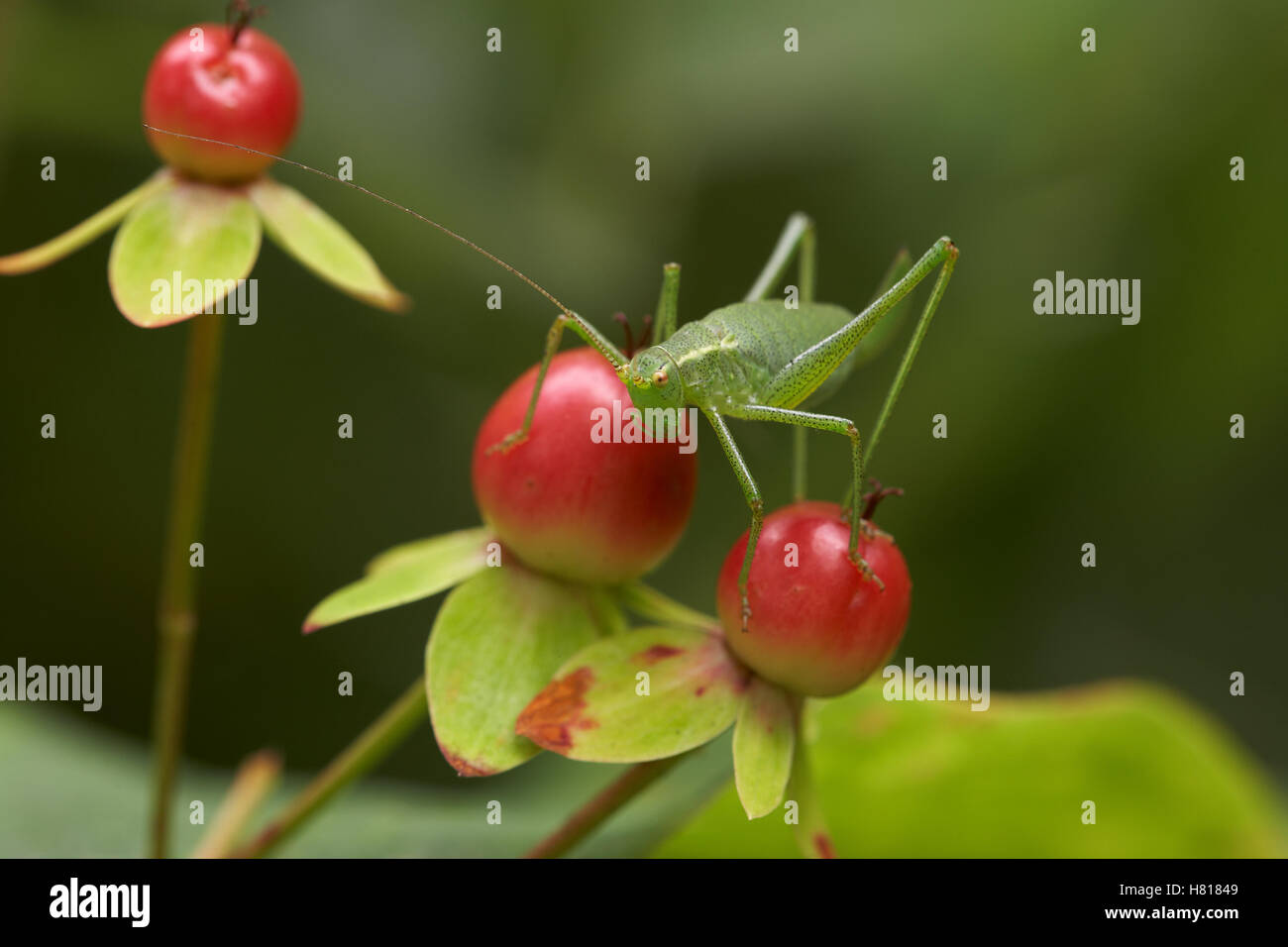 Speckled Bush Cricket (Leptophyes punctatissima) female, England Stock ...