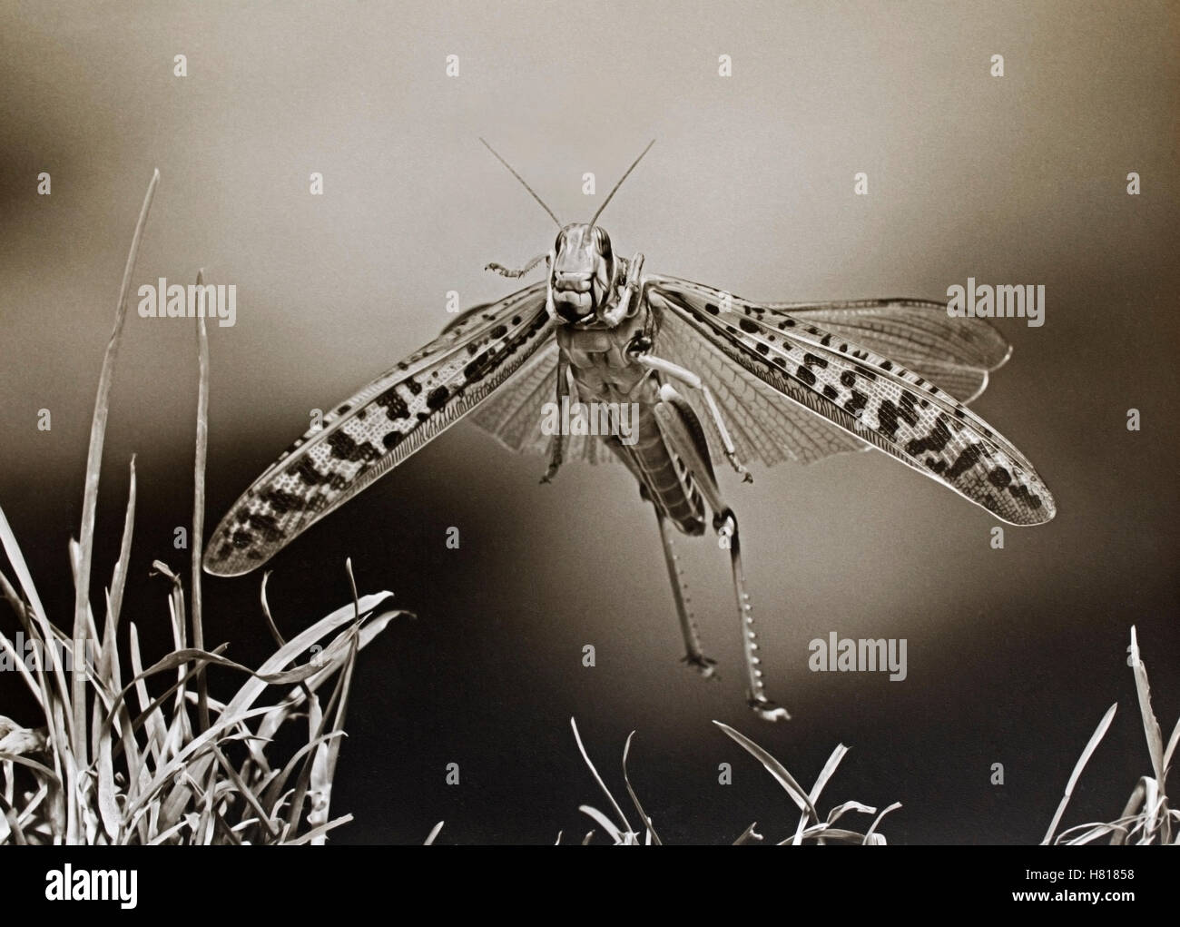 Desert Locust (Schistocerca gregaria) jumping, England Stock Photo - Alamy