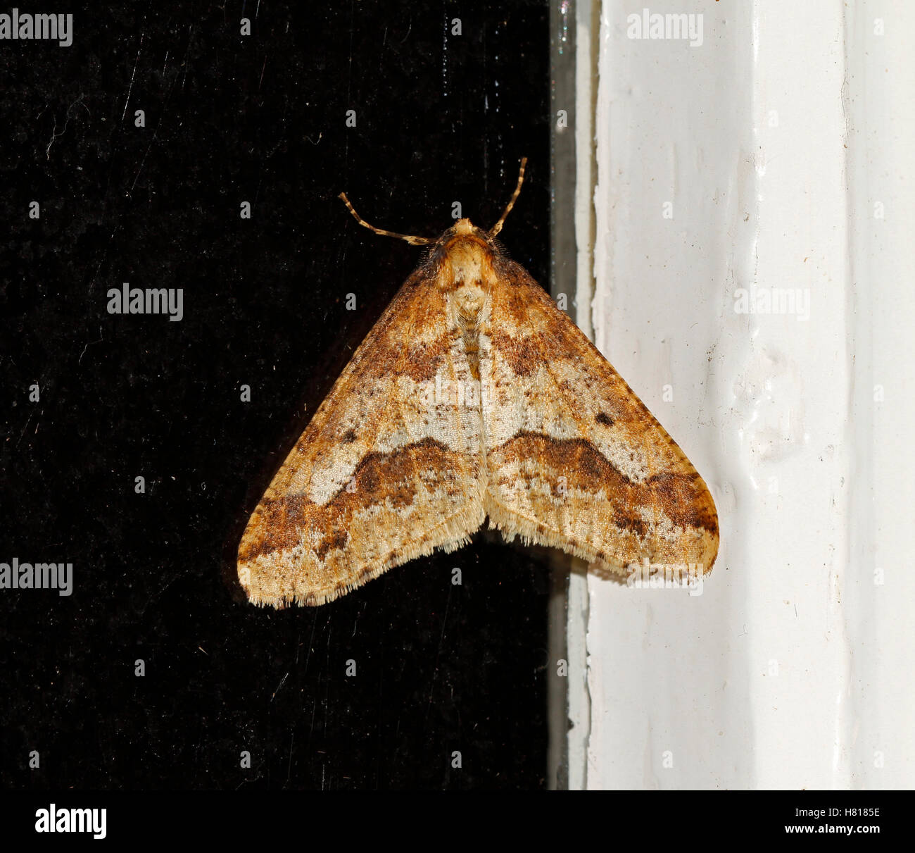 Mottled Umber (Erannis defoliaria) moth on windowsill, England Stock ...