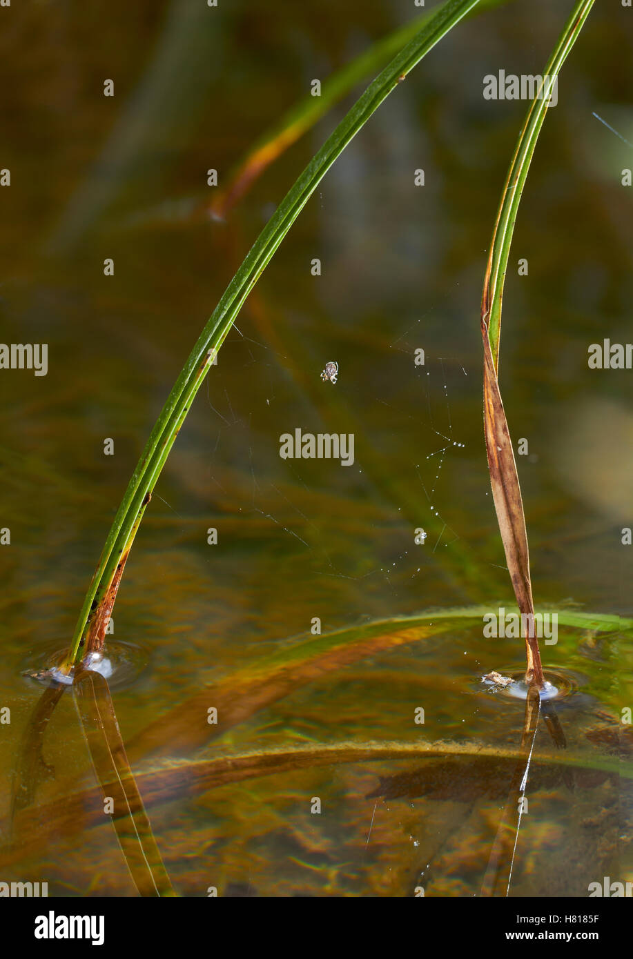 Spider (Theridiosoma gemmosum) web a few inches above water, England ...