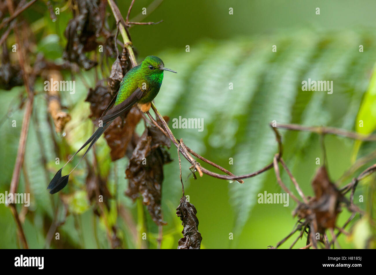 Booted Racket-tail (Ocreatus underwoodii) hummingbird male, Andes ...