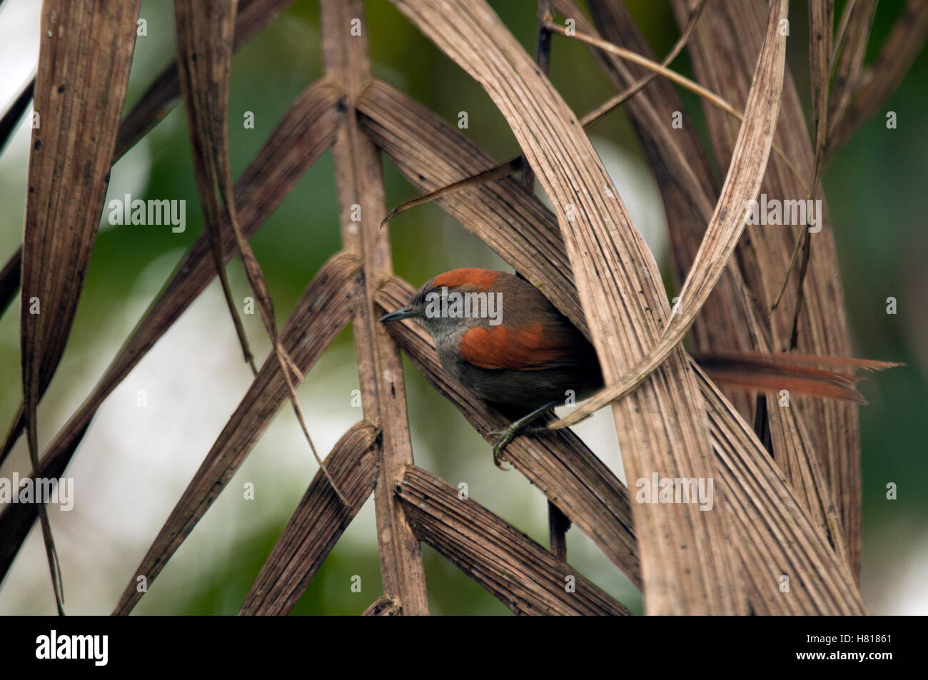 Red-faced Spinetail (Cranioleuca erythrops), western Andes, Ecuador ...