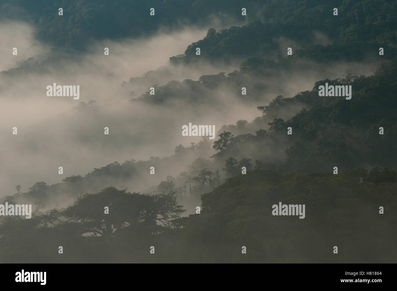 Cloud forest covered in mist, Ecuador Stock Photo - Alamy