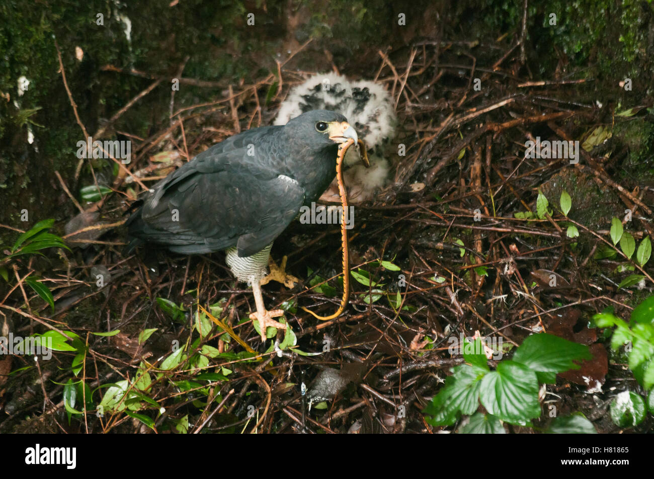 Barred Hawk (Leucopternis princeps) with chick and snake prey at nest ...