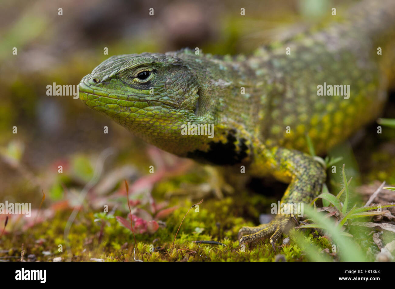 Lizard (Stenocercus sp), Andes, Ecuador Stock Photo - Alamy