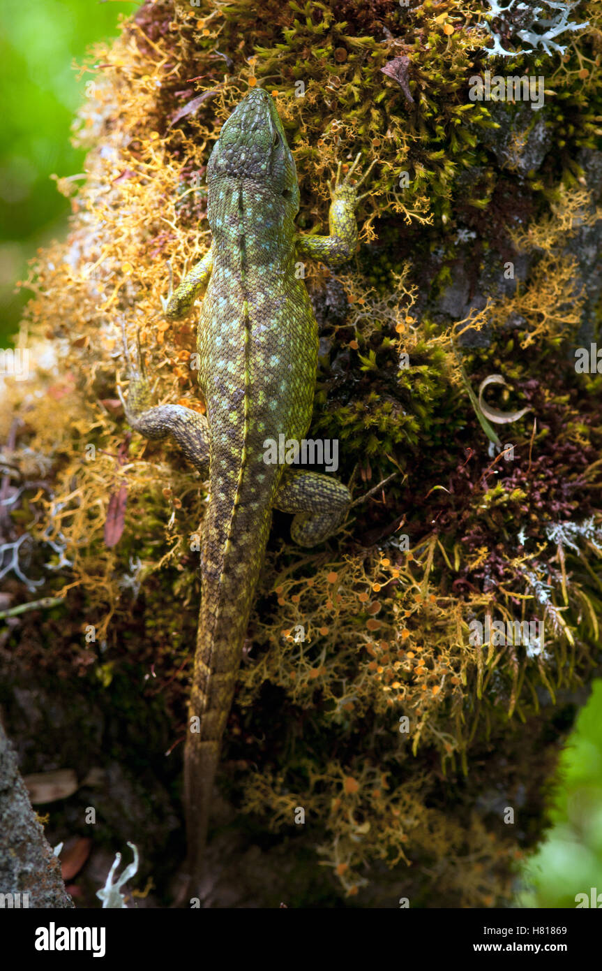 Lizard (Stenocercus sp), Andes, Ecuador Stock Photo - Alamy