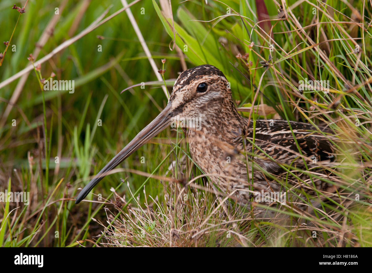 Noble Snipe (Gallinago nobilis), Andes, Ecuador Stock Photo - Alamy