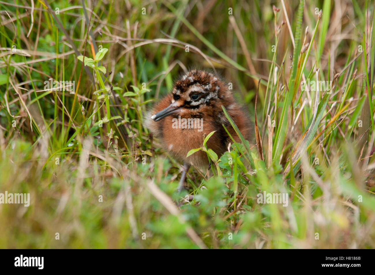 Noble Snipe (Gallinago nobilis) day old chick, Andes, Ecuador Stock ...