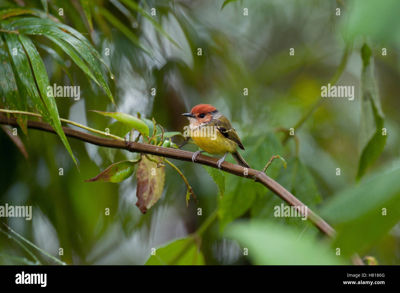 Rufous-crowned Tody-Tyrant (Poecilotriccus ruficeps), Andes, Ecuador ...