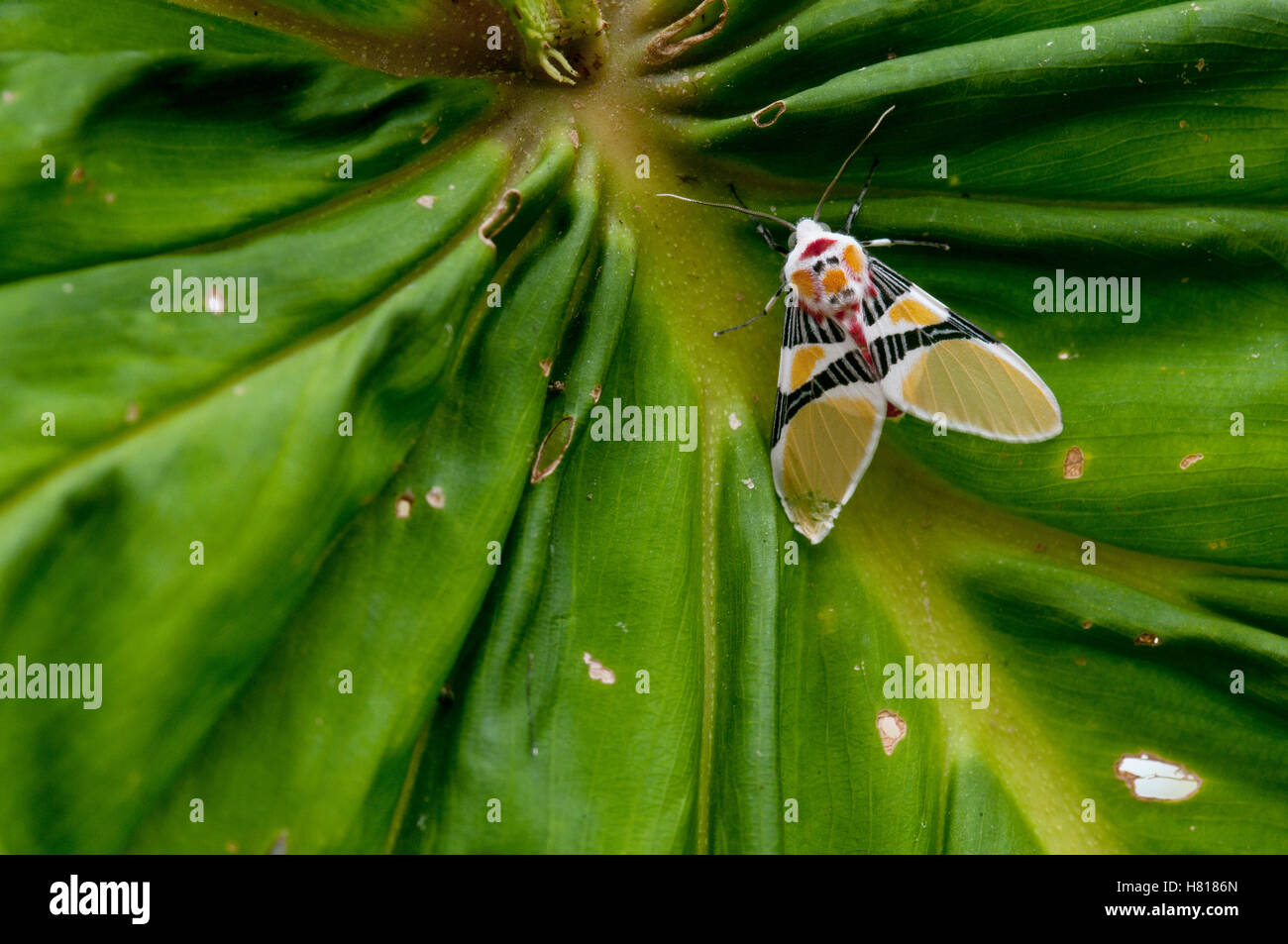 Tiger Moth (Arctiidae), western Andes, Ecuador Stock Photo - Alamy