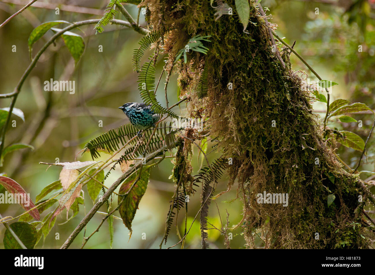 Beryl-spangled Tanager (Tangara nigroviridis), Andes, Ecuador Stock ...