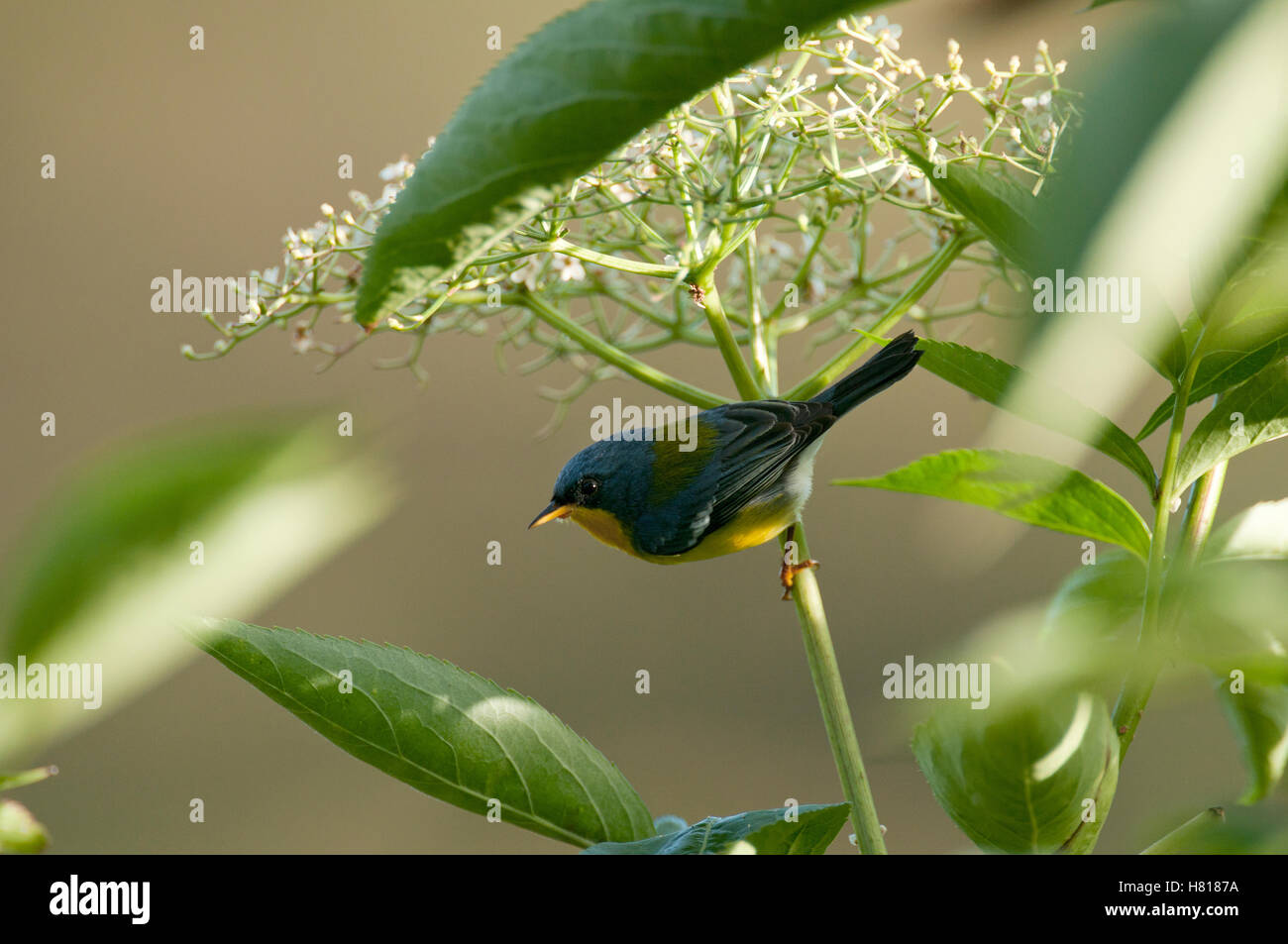 Tropical Setophaga (Setophaga pitiayumi), Andes, Ecuador Stock Photo ...