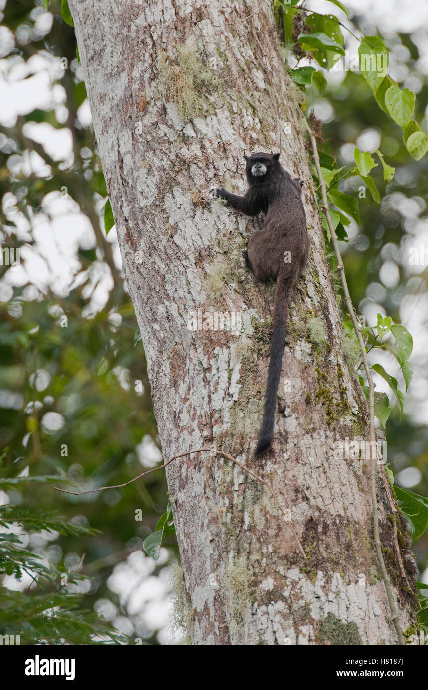 Rio Napo Tamarin (Saguinus graellsi) climbing tree, Amazon, Ecuador ...