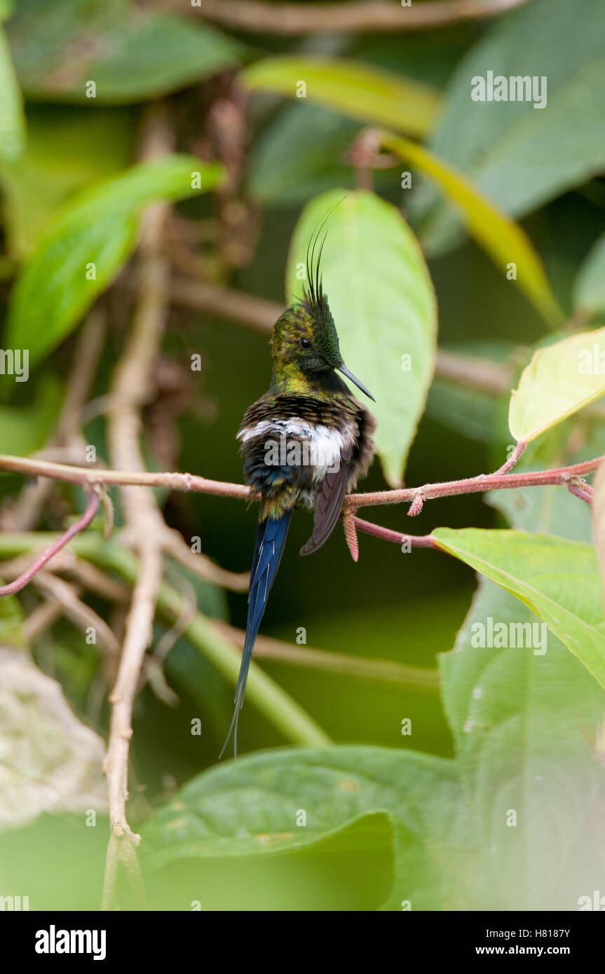 Wire-crested Thorntail (Discosura popelairii) hummingbird male, Ecuador ...