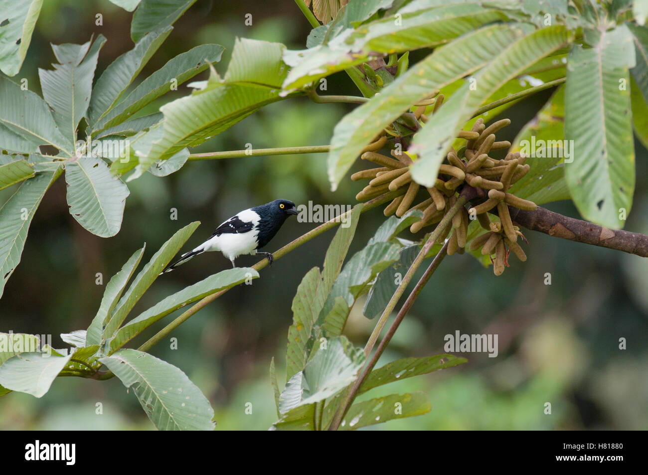 Magpie Tanager (Cissopis leverianus), Amazon, Ecuador Stock Photo - Alamy