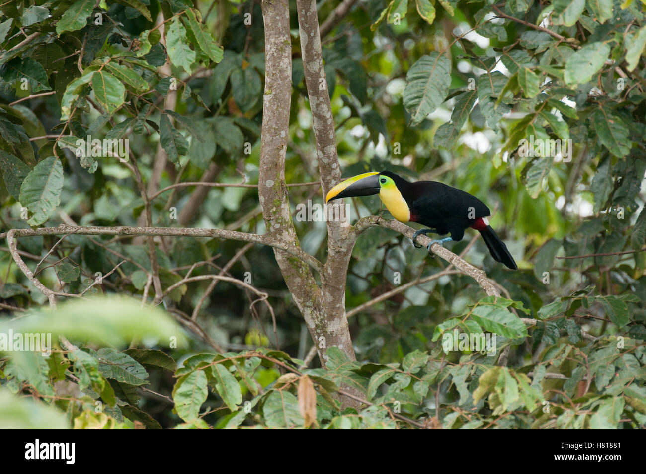 Black-mandibled Toucan (Ramphastos ambiguus), eastern Andes, Ecuador ...