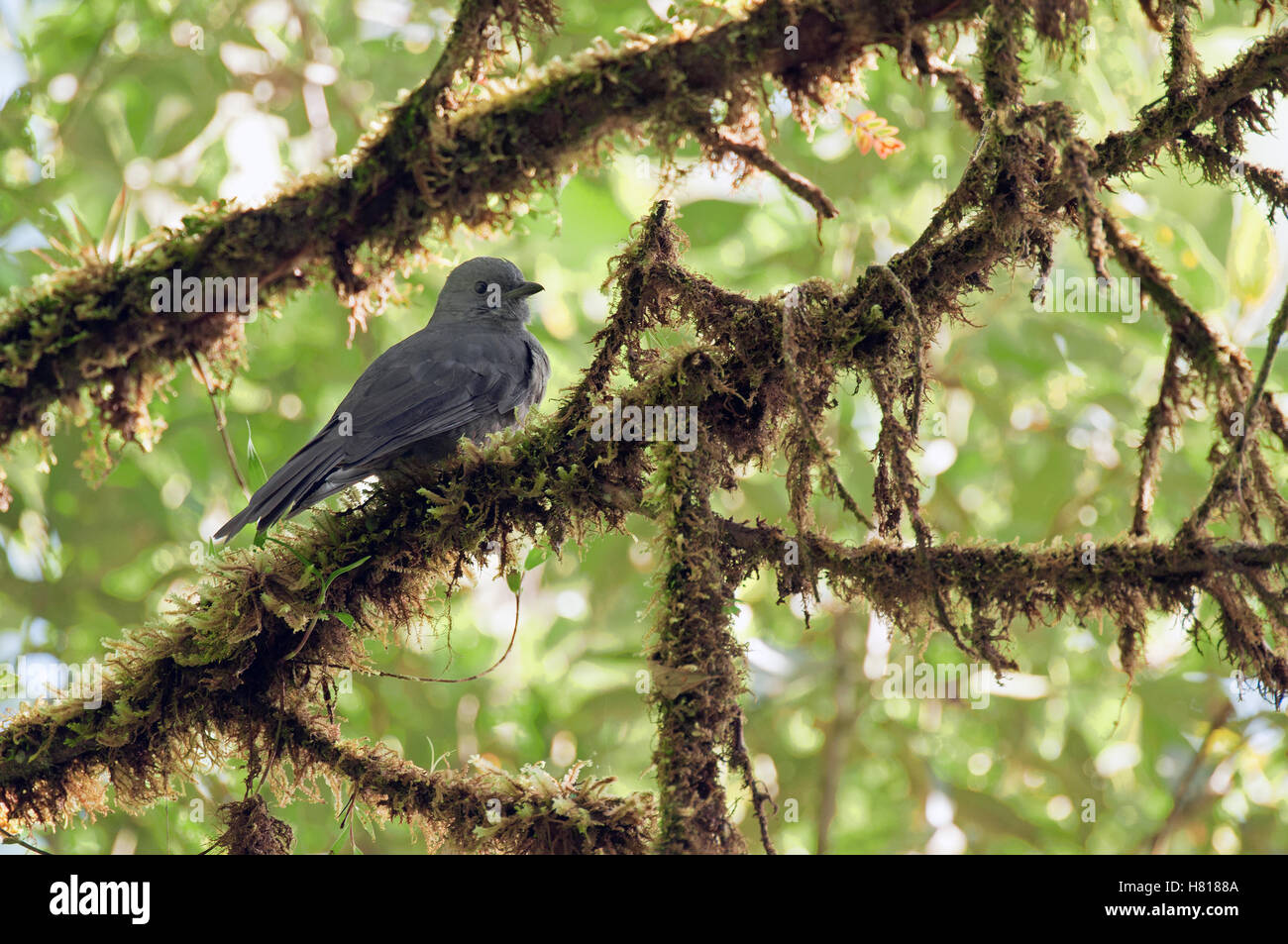 Dusky Piha (Lipaugus fuscocinereus), eastern Andes, Ecuador Stock Photo ...