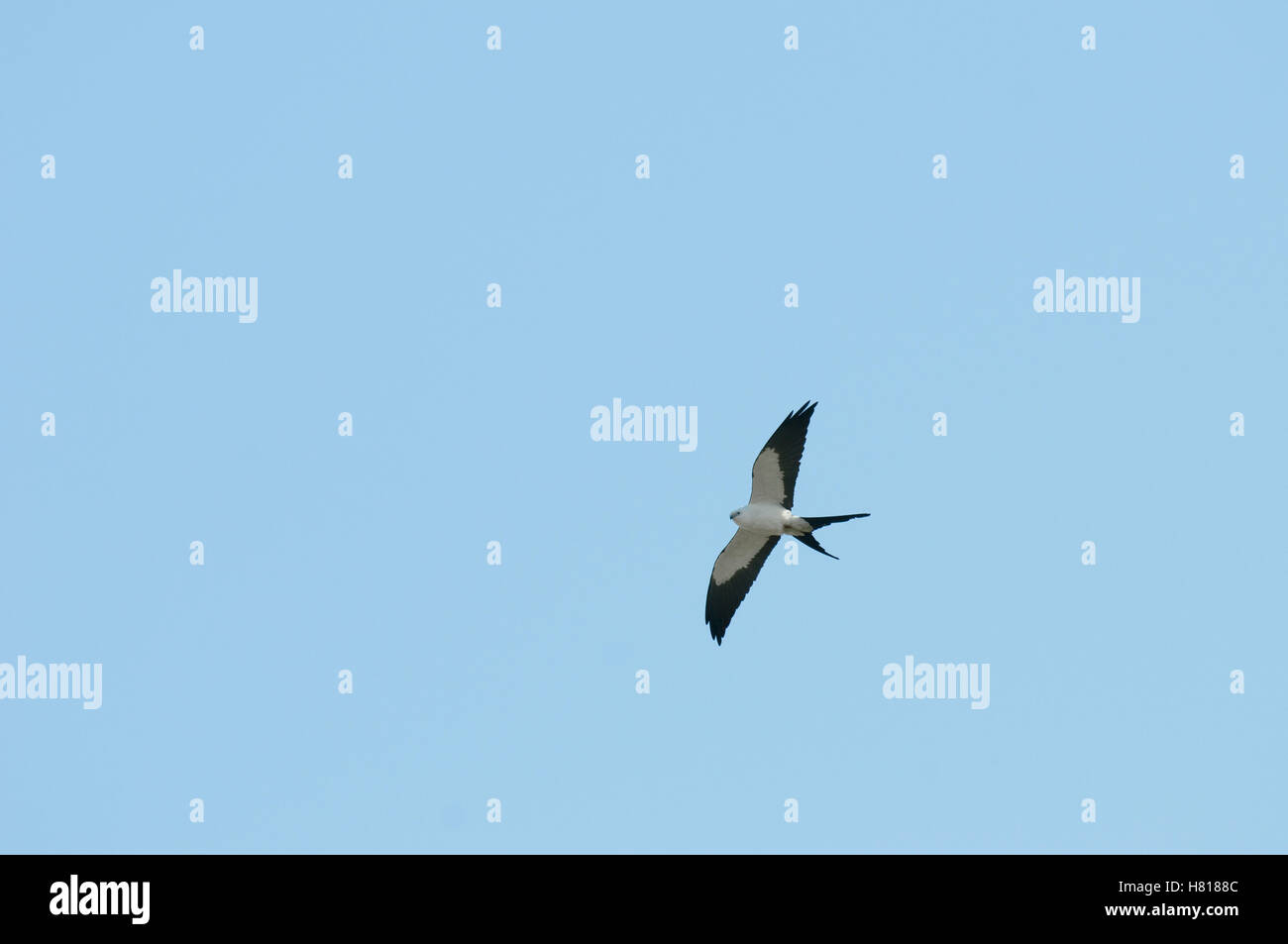 Swallow-tailed Kite (Elanoides forficatus) flying, Ecuador Stock Photo ...