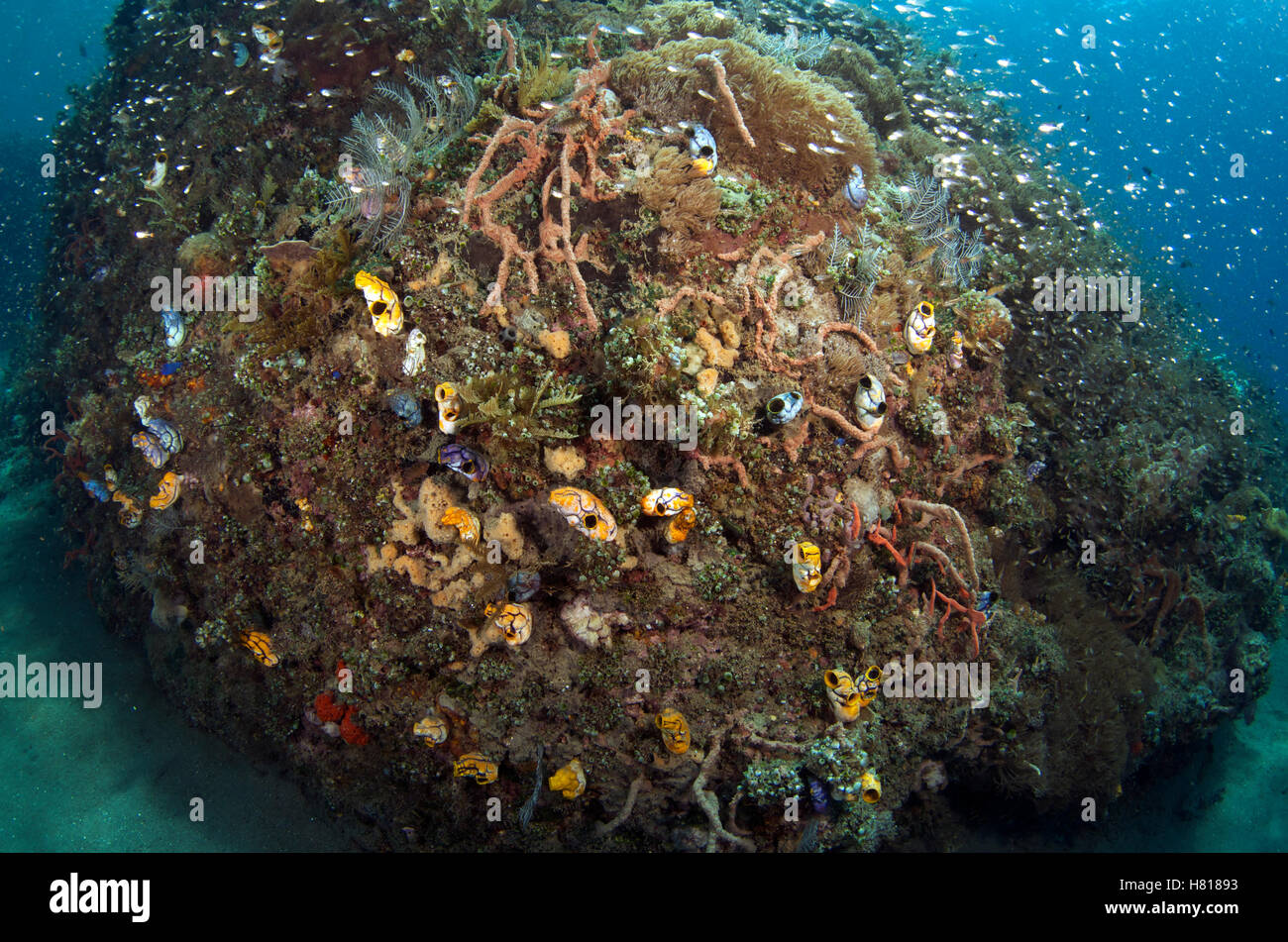 Tunicates, sponges, and small fish in coral reef, Ambon, Indonesia ...