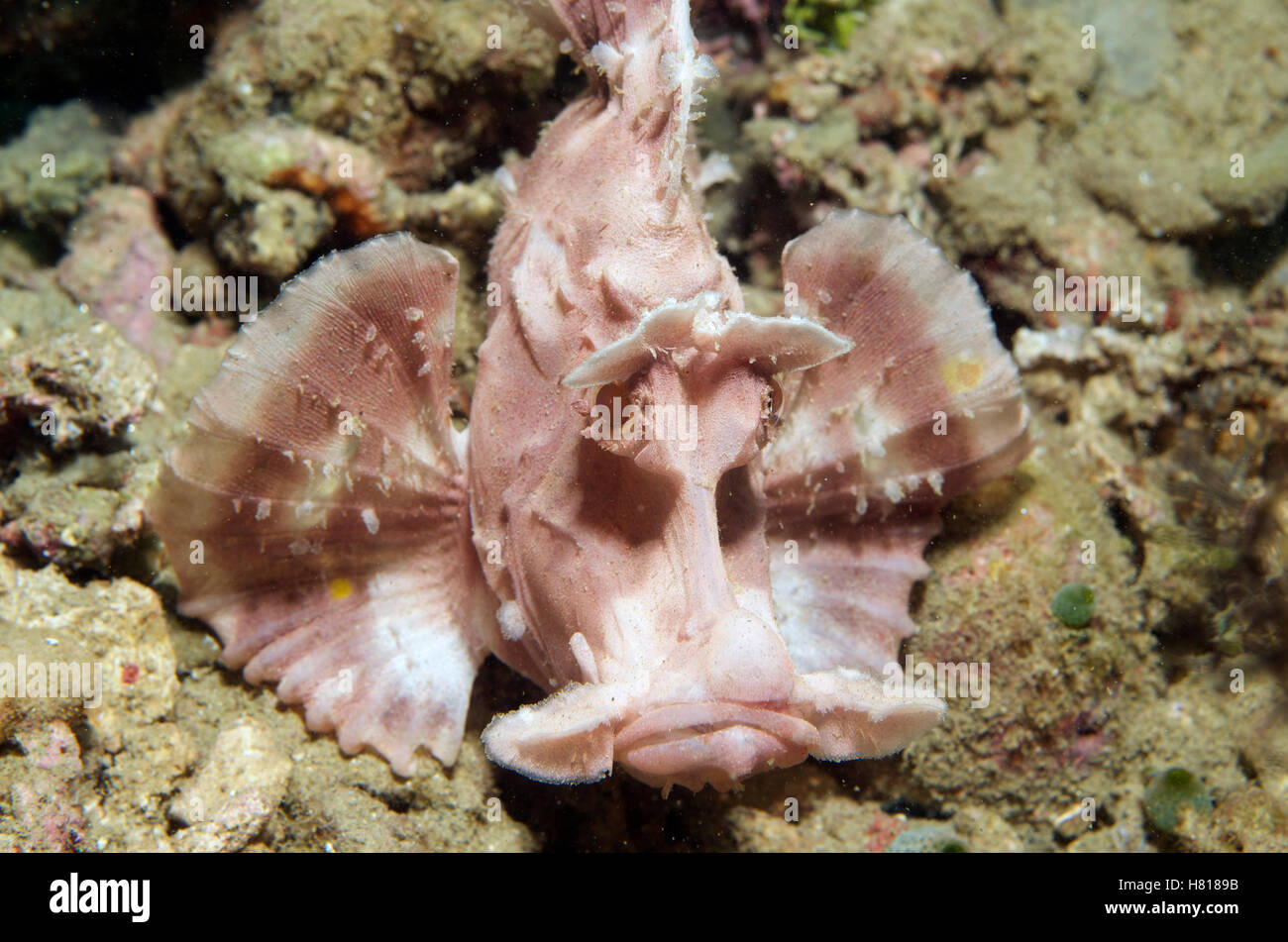 Eschmeyers Scorpionfish (Rhinopias eschmeyeri), Ambon, Indonesia Stock ...