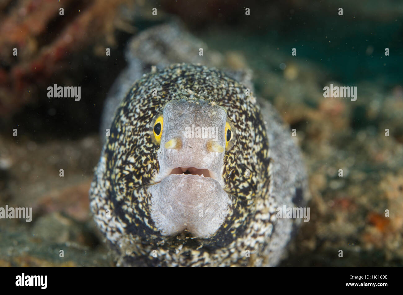 Snowflake Moray (Echidna nebulosa), Ambon, Indonesia Stock Photo - Alamy