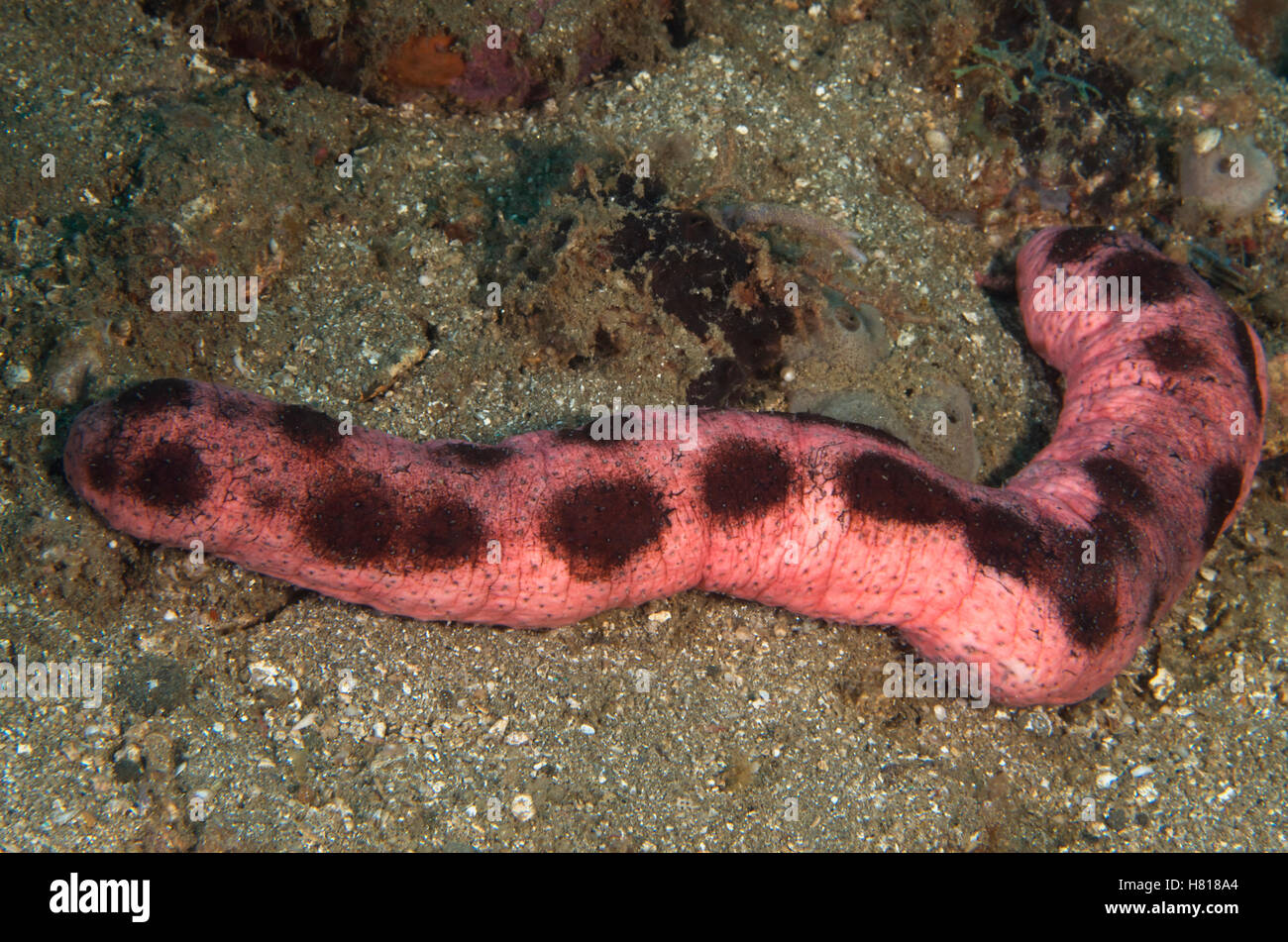 Sea Cucumber (Holothuria fuscogilva), Ambon, Indonesia Stock Photo - Alamy