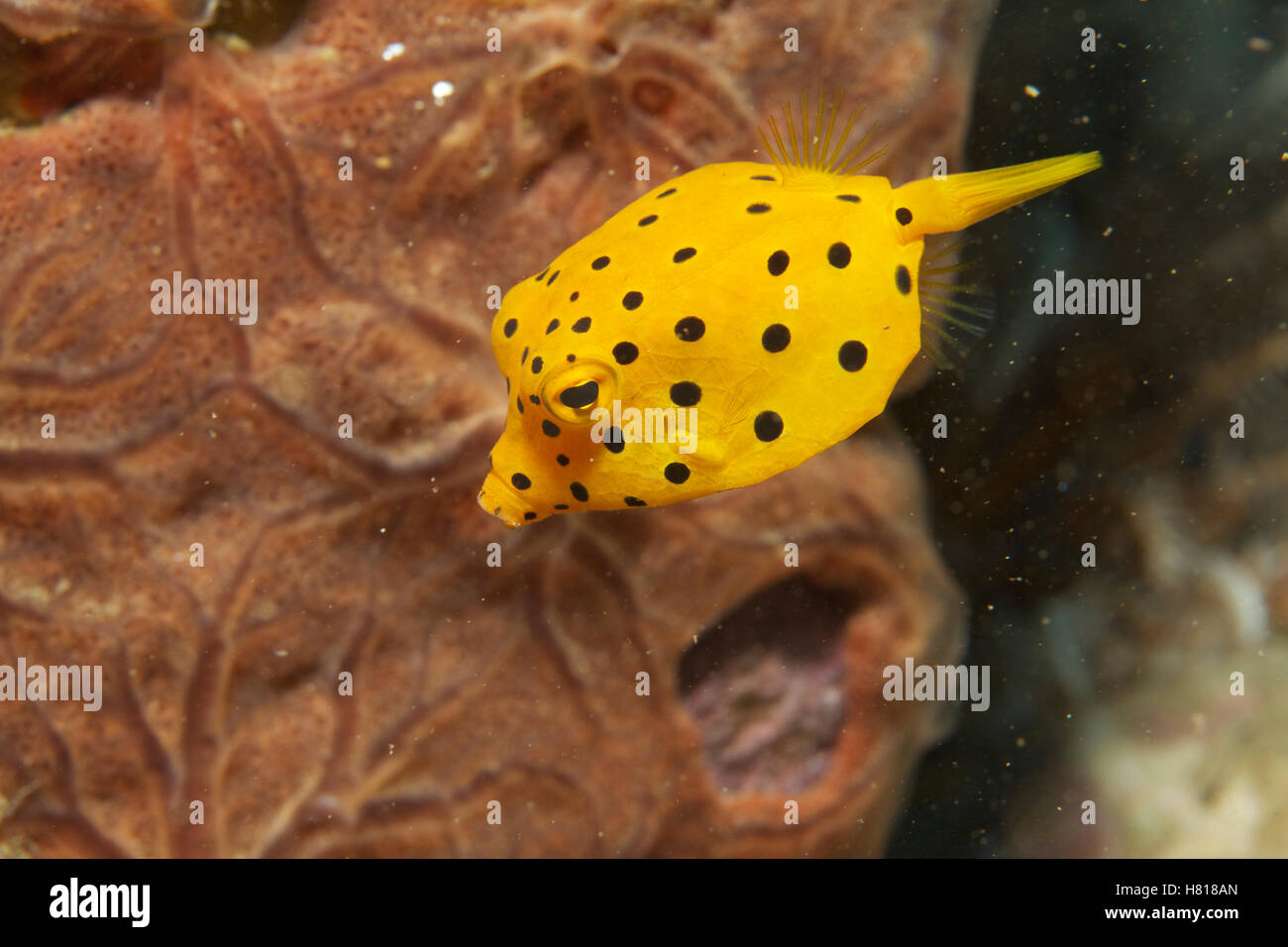 Yellow Boxfish (Ostracion cubicus), Ambon, Indonesia Stock Photo - Alamy