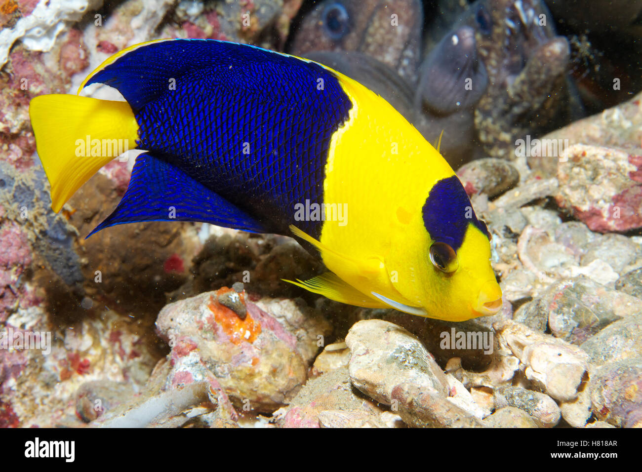 Blue And Gold Angelfish (Centropyge bicolor), Ambon, Indonesia Stock ...