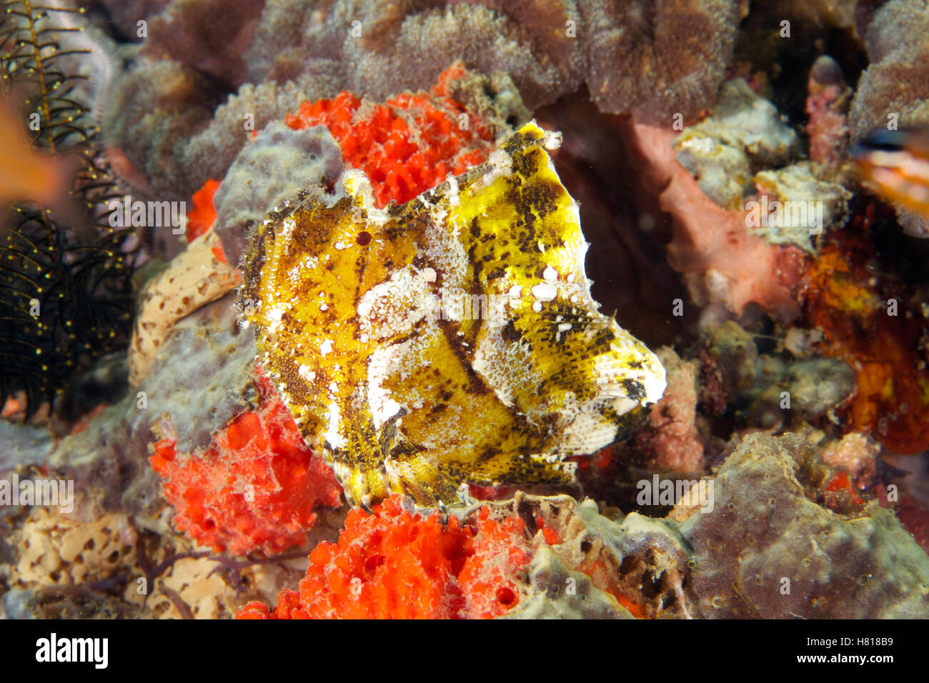 Asian Leaffish (Nandidae) camouflaged in reef, Ambon, Indonesia Stock ...