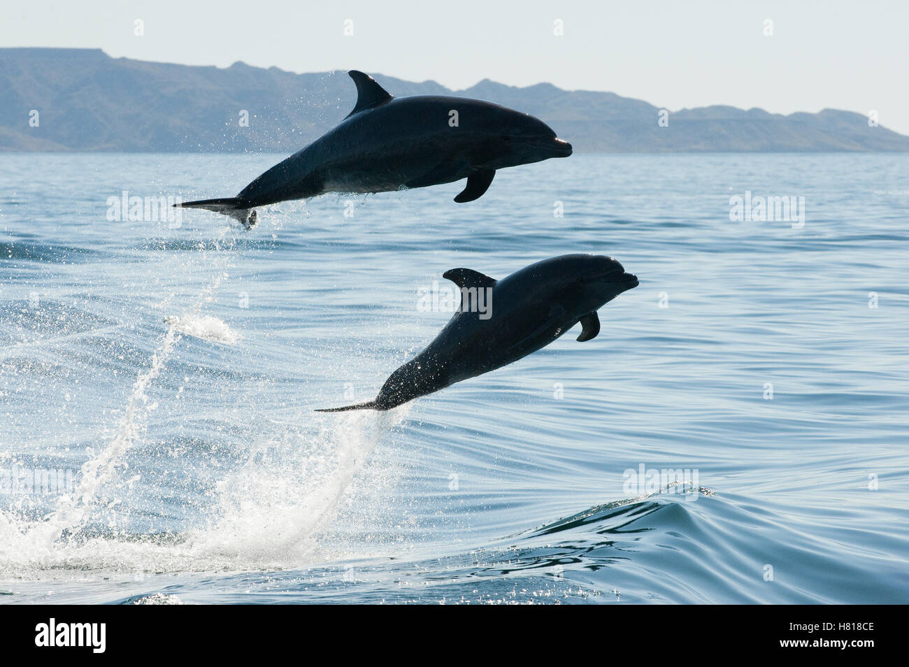 Bottlenose Dolphin (Tursiops truncatus) pair jumping, Baja California, Mexico Stock Photo - Alamy