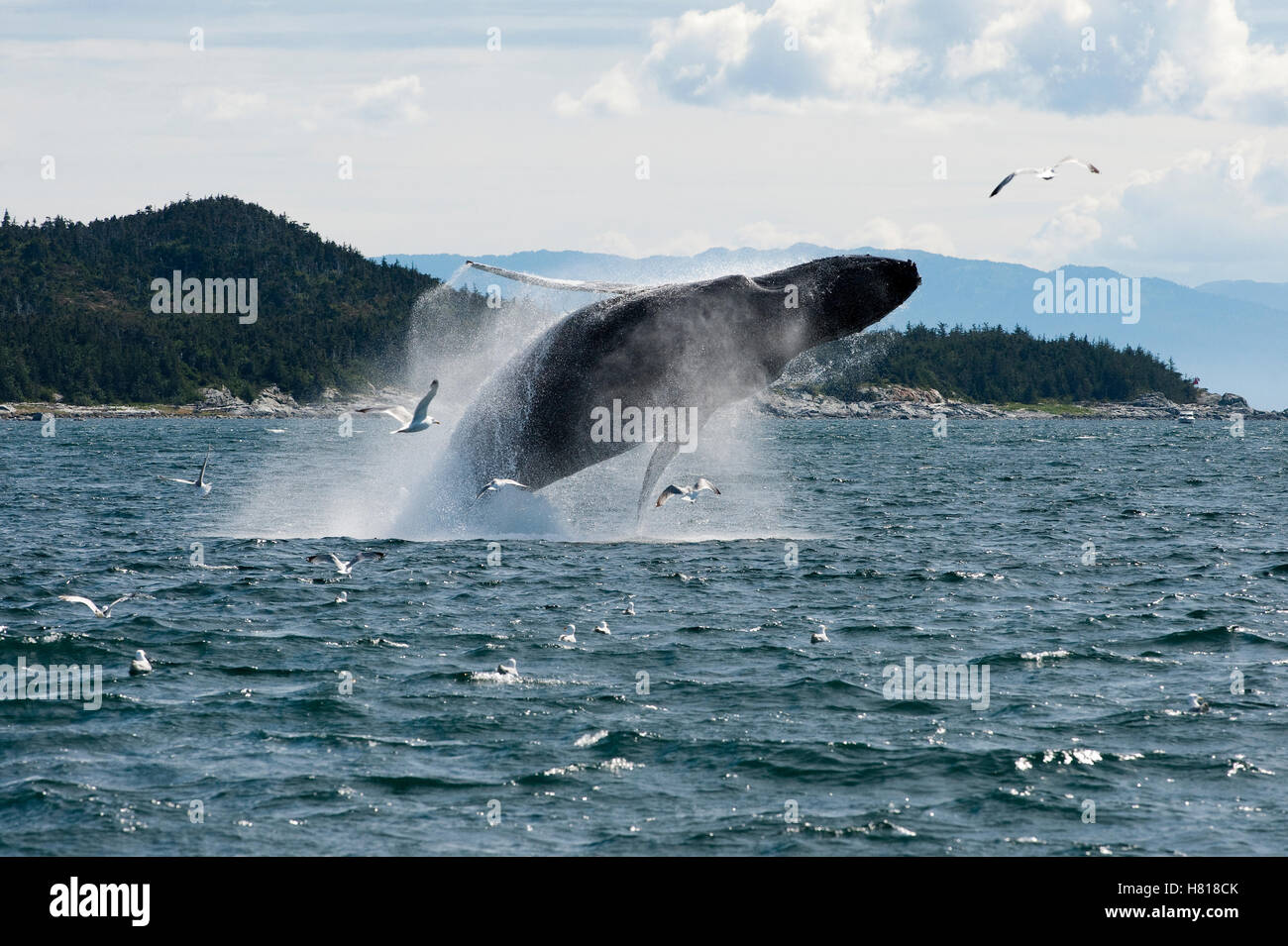 Humpback Whale (Megaptera novaeangliae) breaching, Alaska Stock Photo ...