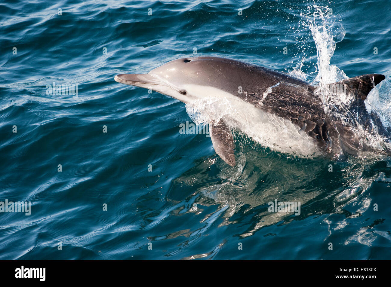Long-beaked Common Dolphin (Delphinus capensis) porpoising, Baja ...