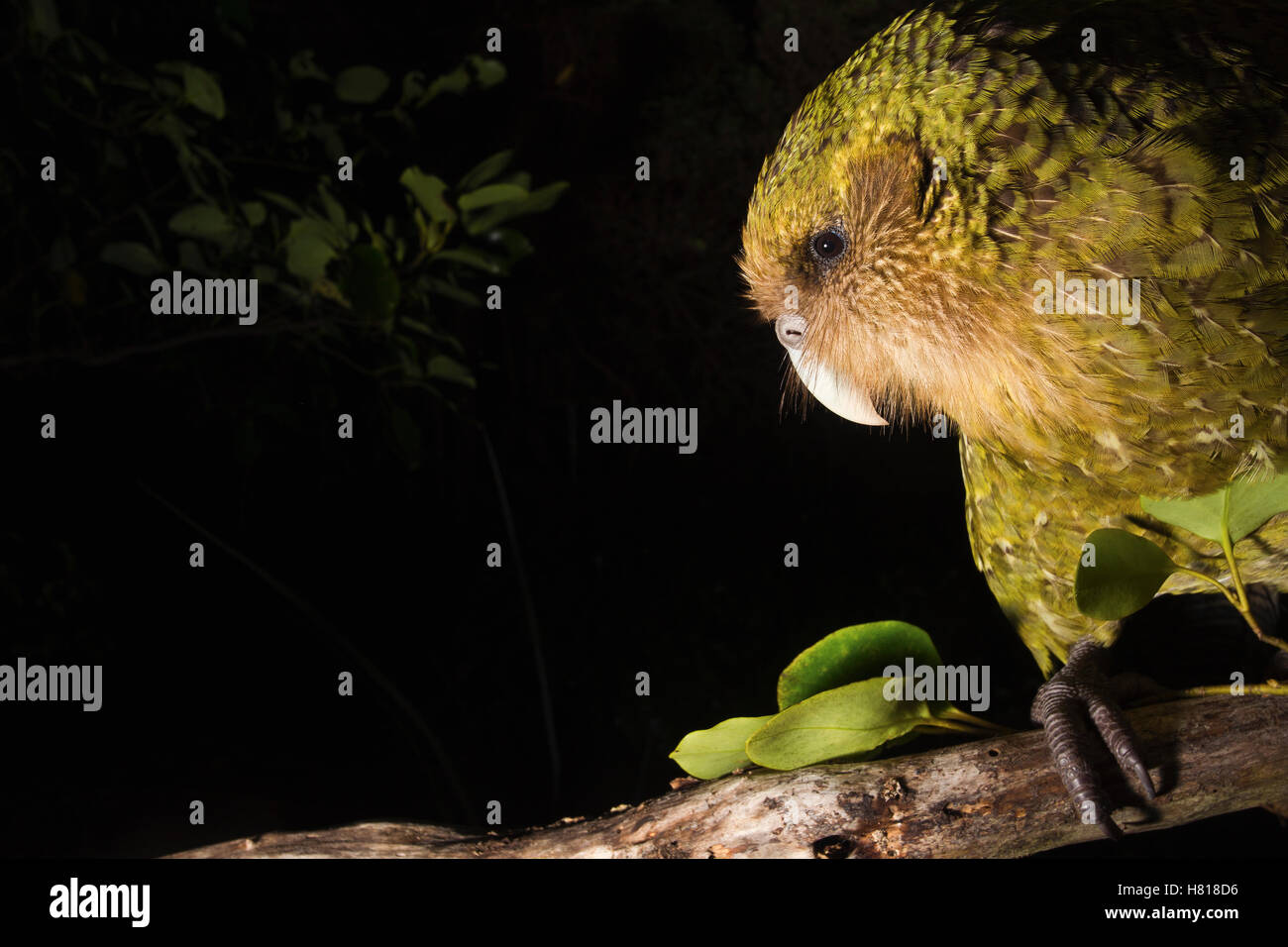 Kakapo (Strigops habroptilus) at night, Codfish Island, New Zealand ...